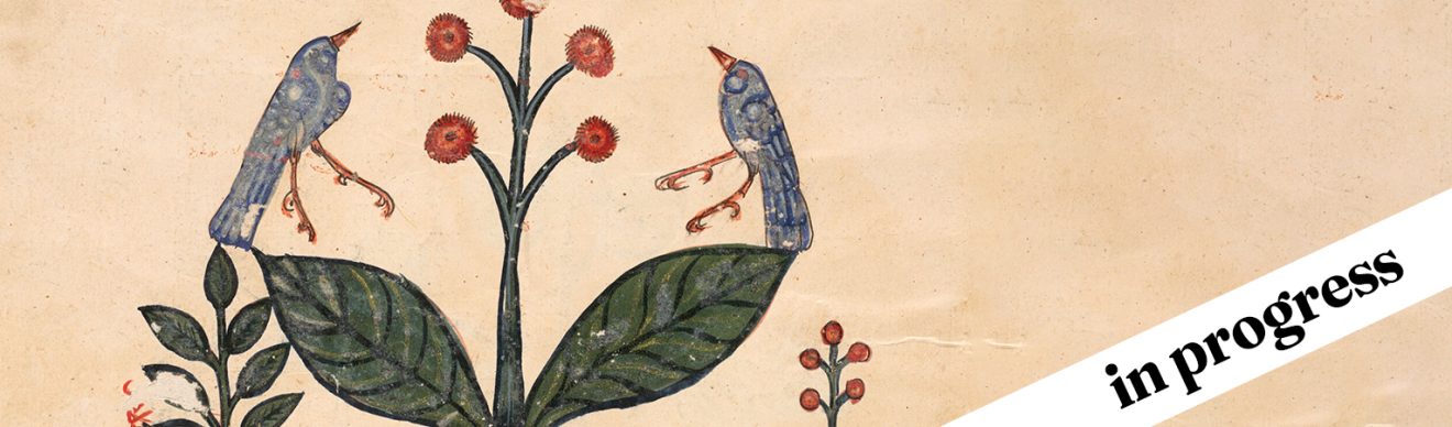 leaves of dioscorides – Applied Art History